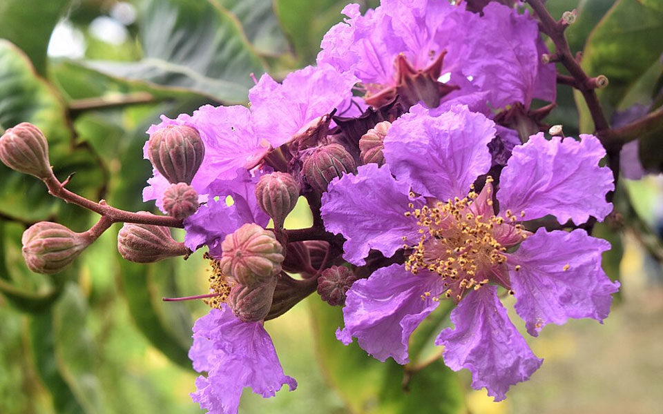 Banaba Leaf Extract - GM Botanicals